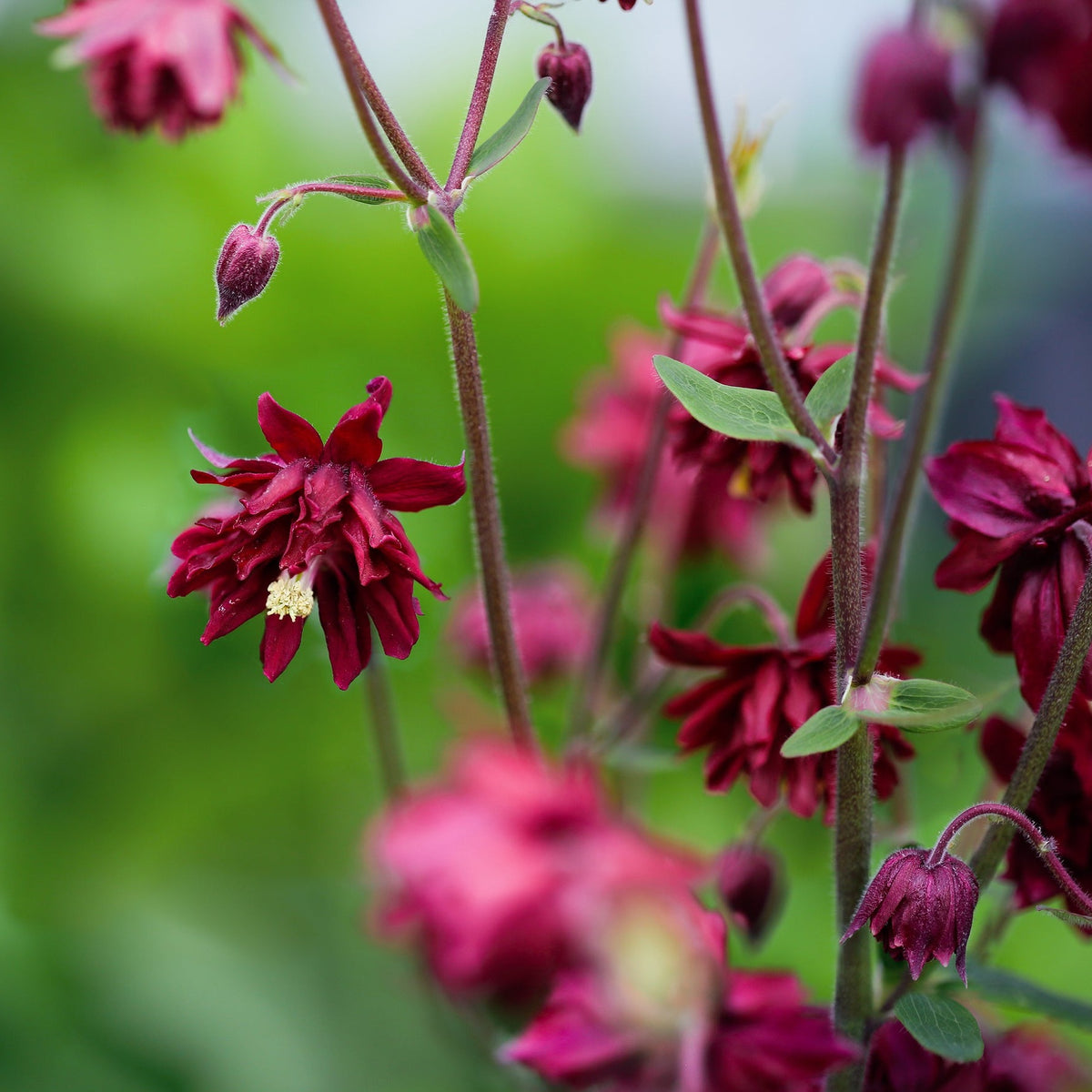 Akleja ´Bordeaux Barlow´ - Köp frön till akleja hos Soil & Seeds!