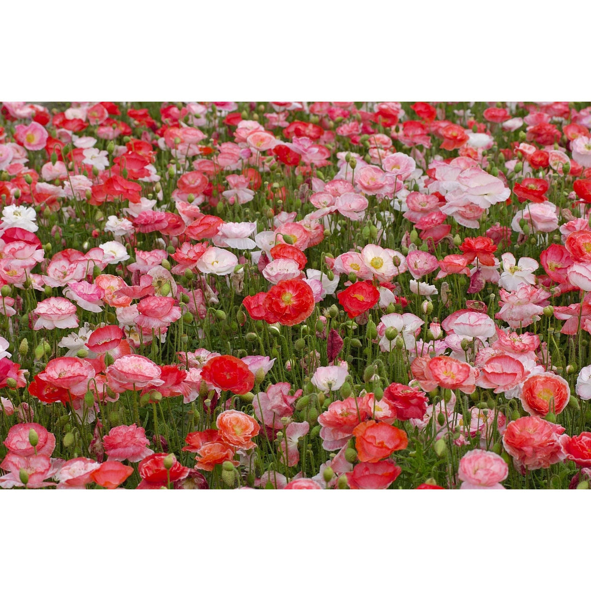 Kornvallmo ´Falling in Love´ - Köp frön till kornvallmo hos Soil & Seeds!