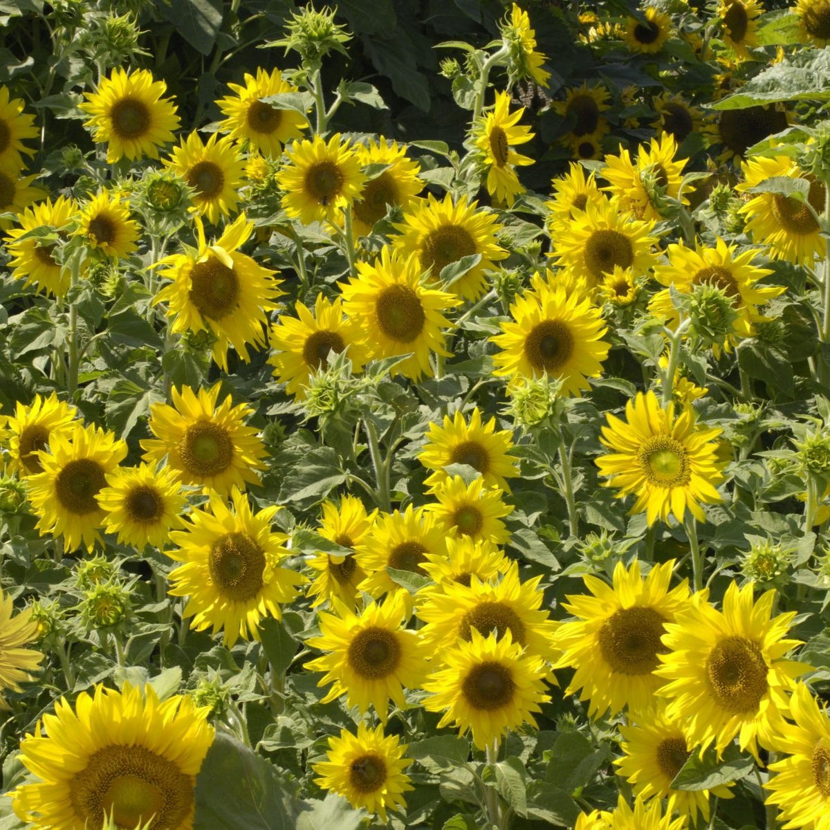 Solros ´Irish Eyes´ - Köp frön till solros hos Soil & Seeds!