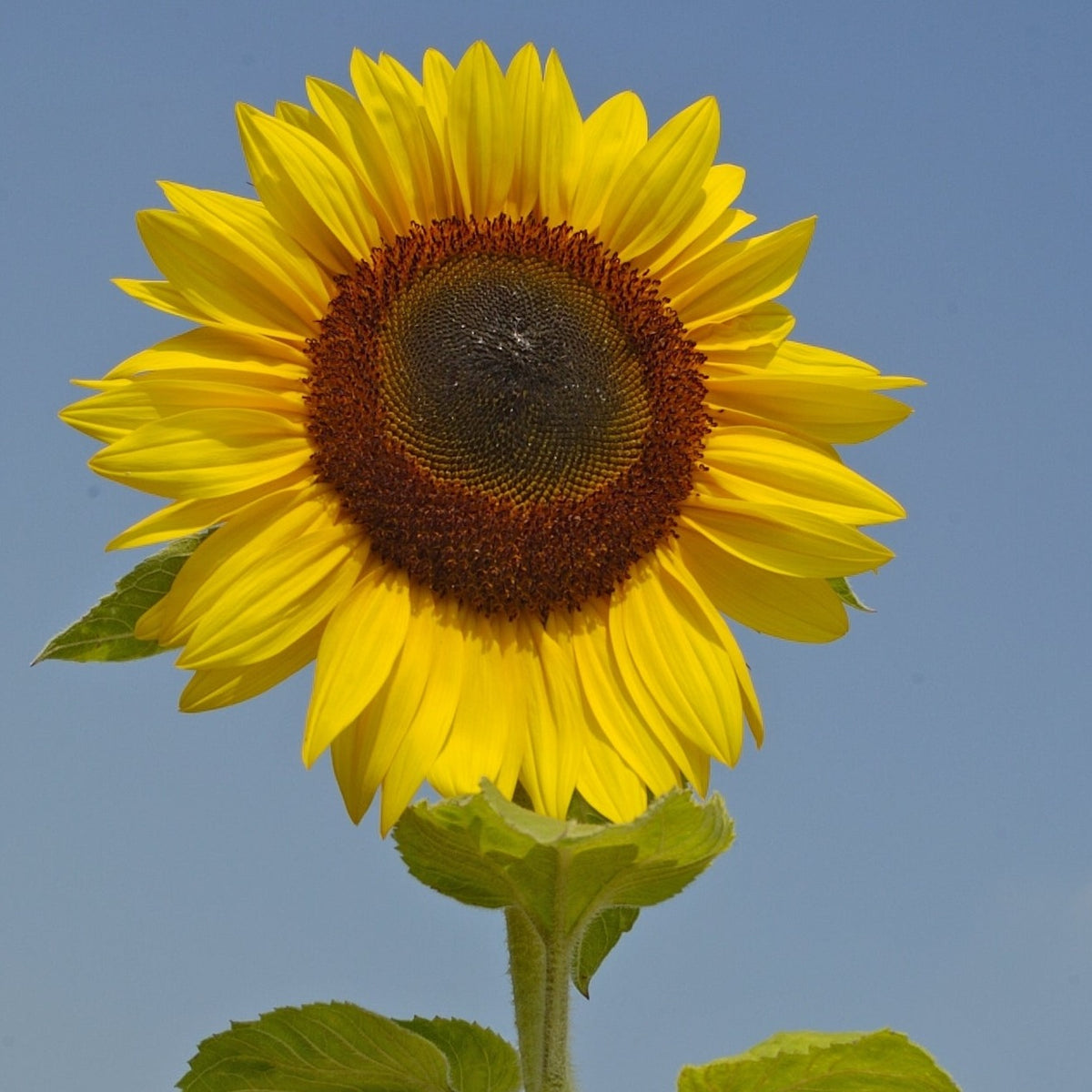 Solros ´Titan´ - Köp frön till solros hos Soil & Seeds!