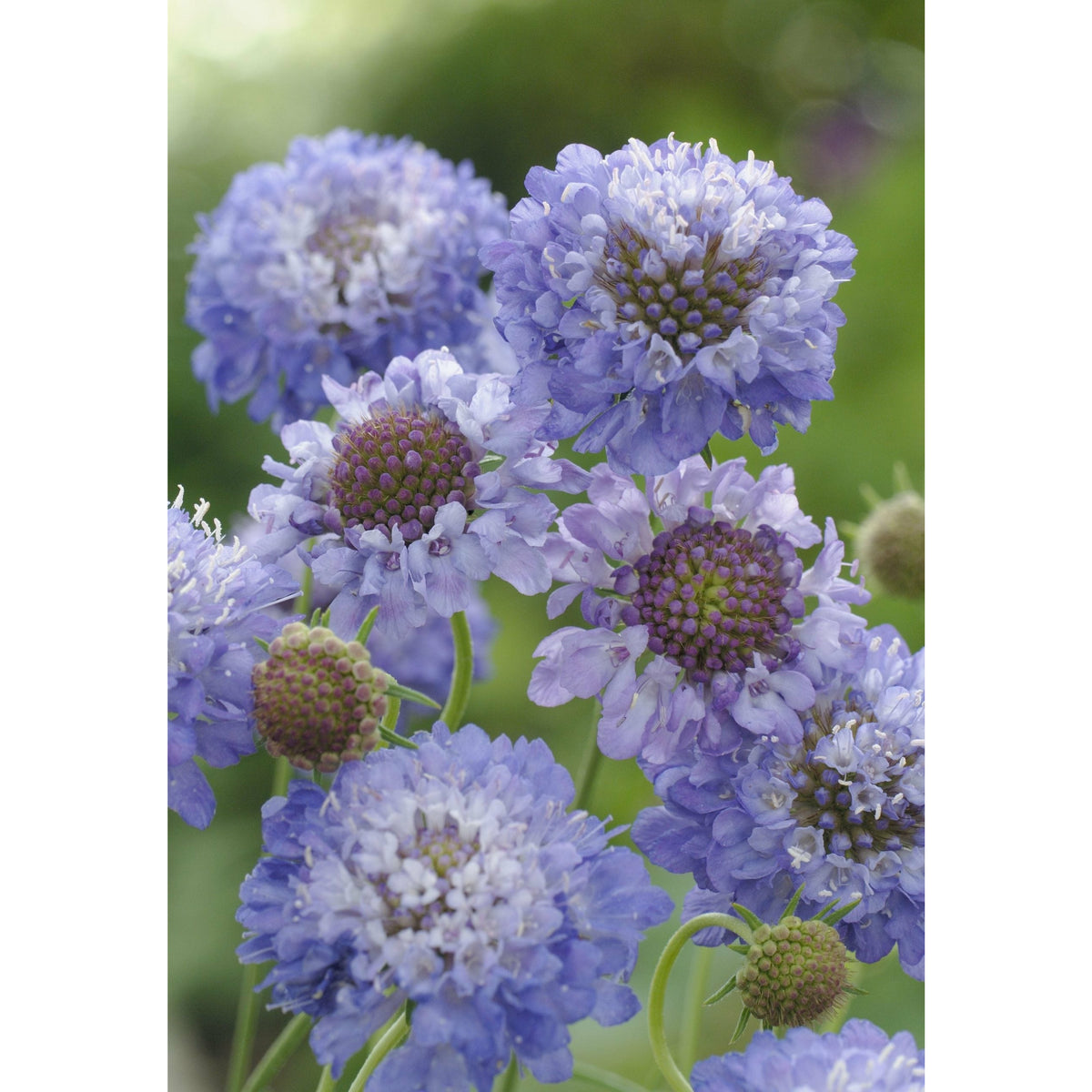 Praktvädd ´Oxford Blue´ - Köp frö till praktvädd hos Soil & Seeds
