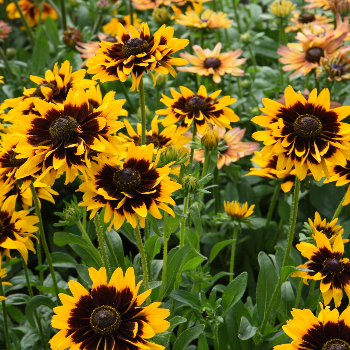 Sommarrudbeckia ´Sahara’ - Köp frö till sommarrudbeckia hos Soil & Seeds!