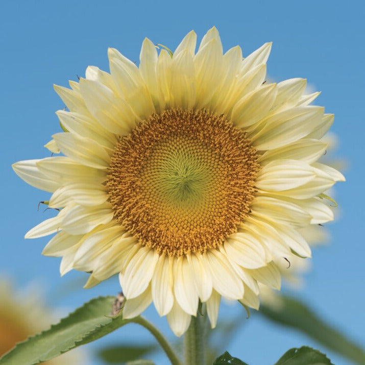 Vit solros ´Pro Cut White Lite´ F1 - Köp frön till vit solros hos Soil ...