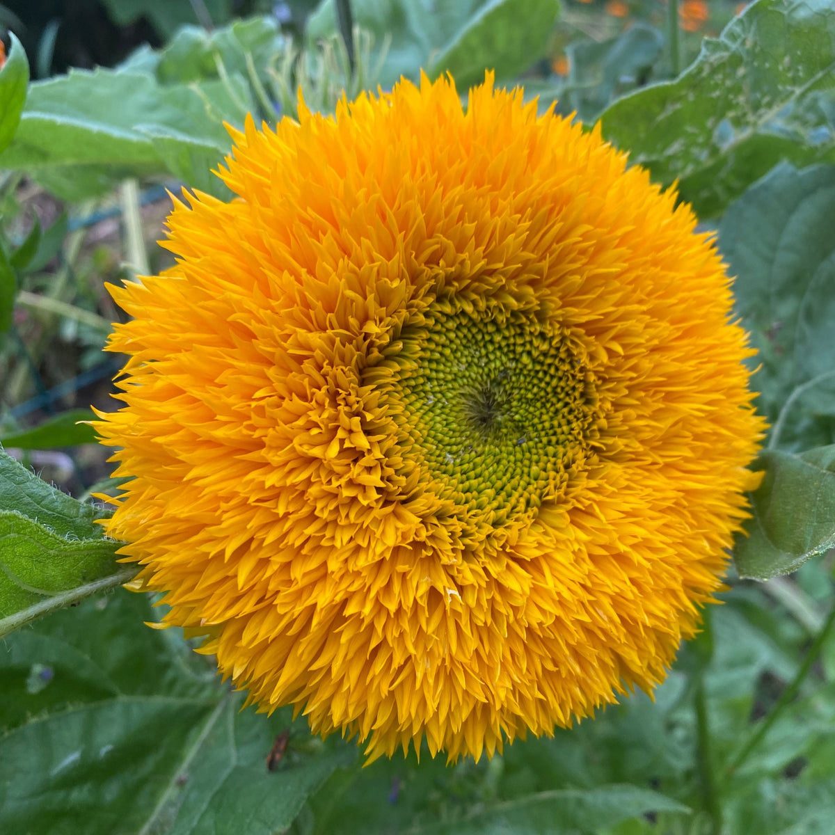 Fylld solros ´Teddy Bear´ - Köp frön till fylld solros hos Soil & Seeds!