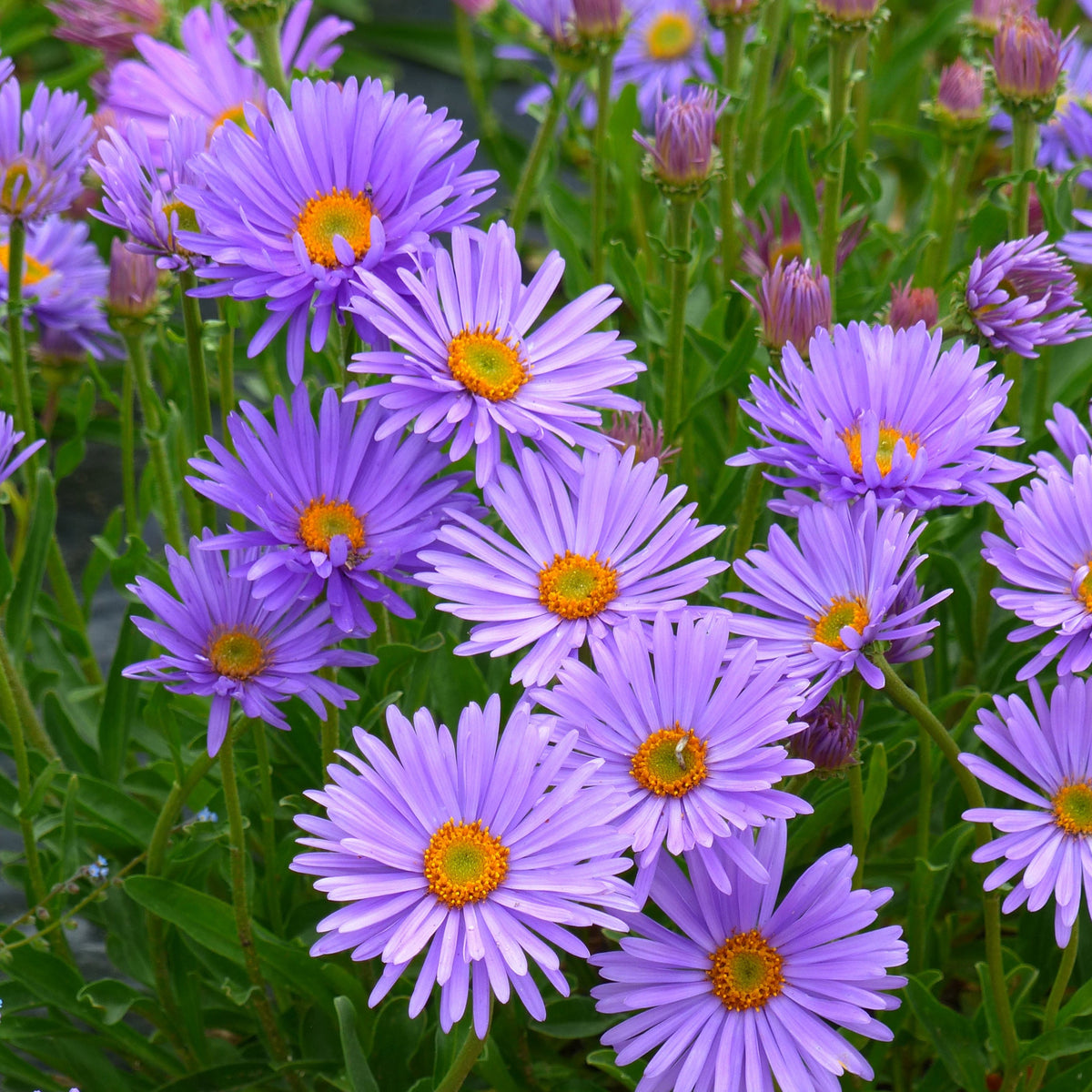 Alpaster ´Goliath´ - Köp frön till alpaster hos Soil & Seeds!