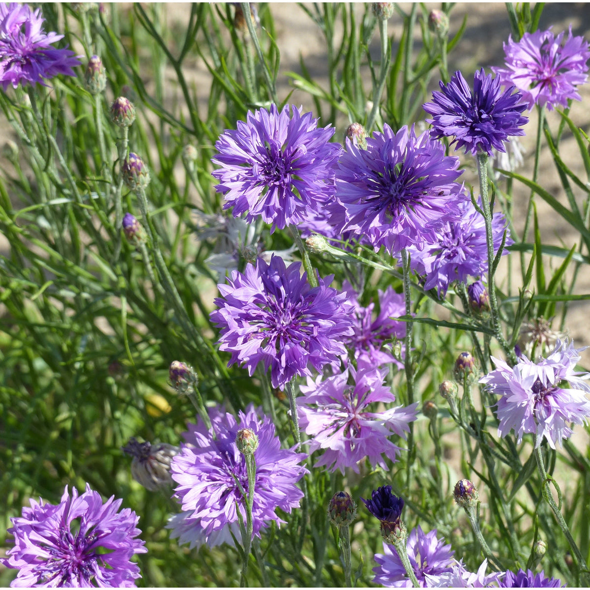 Blåklint ´Lady Mauve´ - Köp frön till blåklint hos Soil & Seeds!