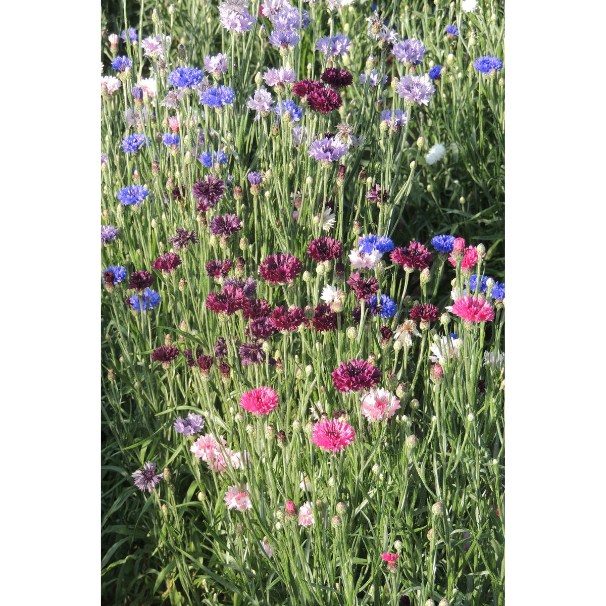 Blåklint ´Polka Dot Mix´ - Köp frön till blåklint hos Soil & Seeds!