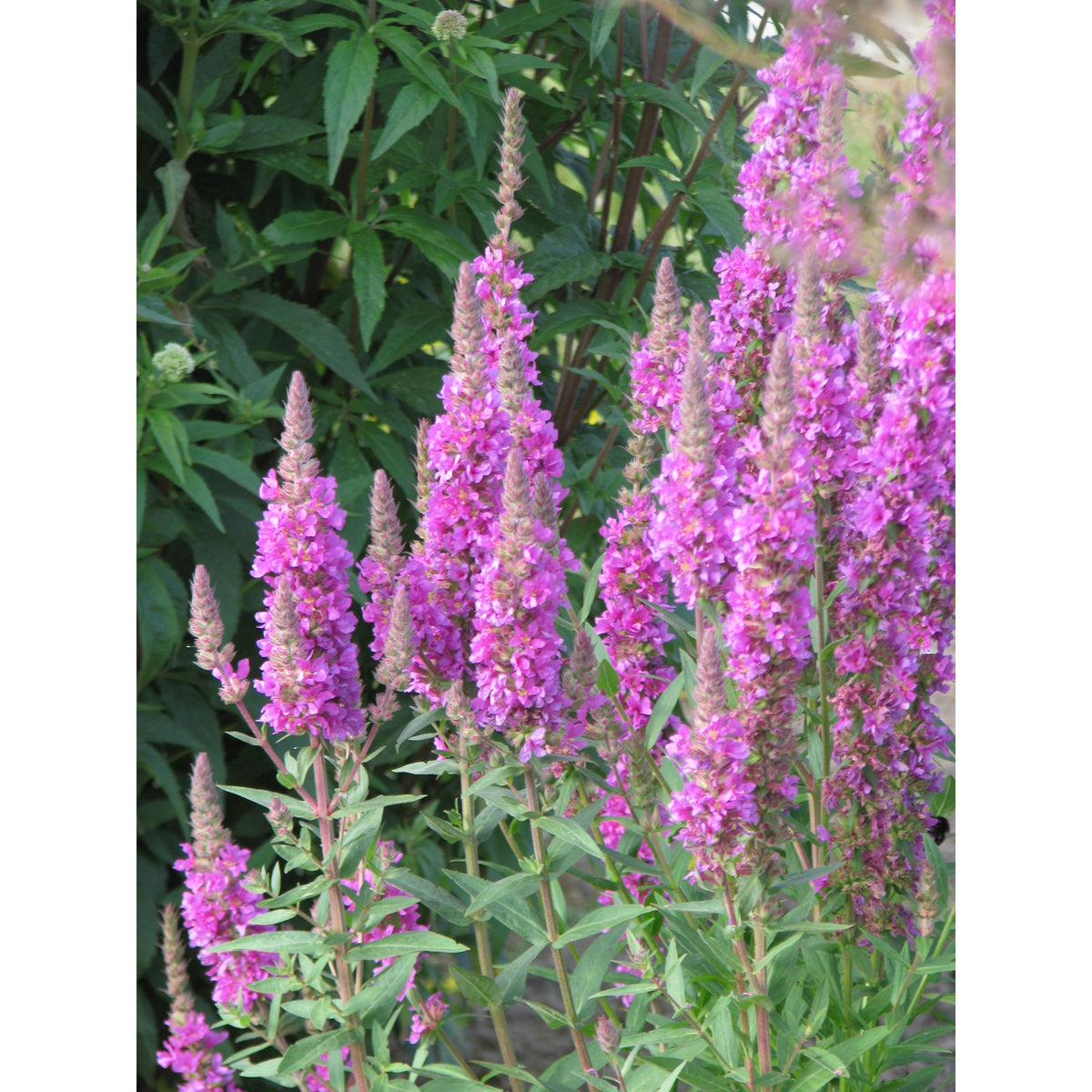 Fackelblomster ´Rosy Gem´ - Köp frö till fackelblomster hos Soil & Seeds!