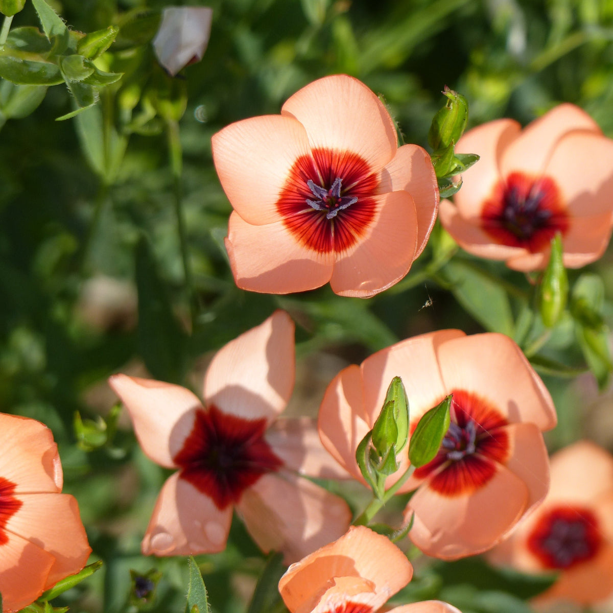 Blomsterlin ´Charmer Salmon´ - Köp frö till blomsterlin hos Soil & Seeds!