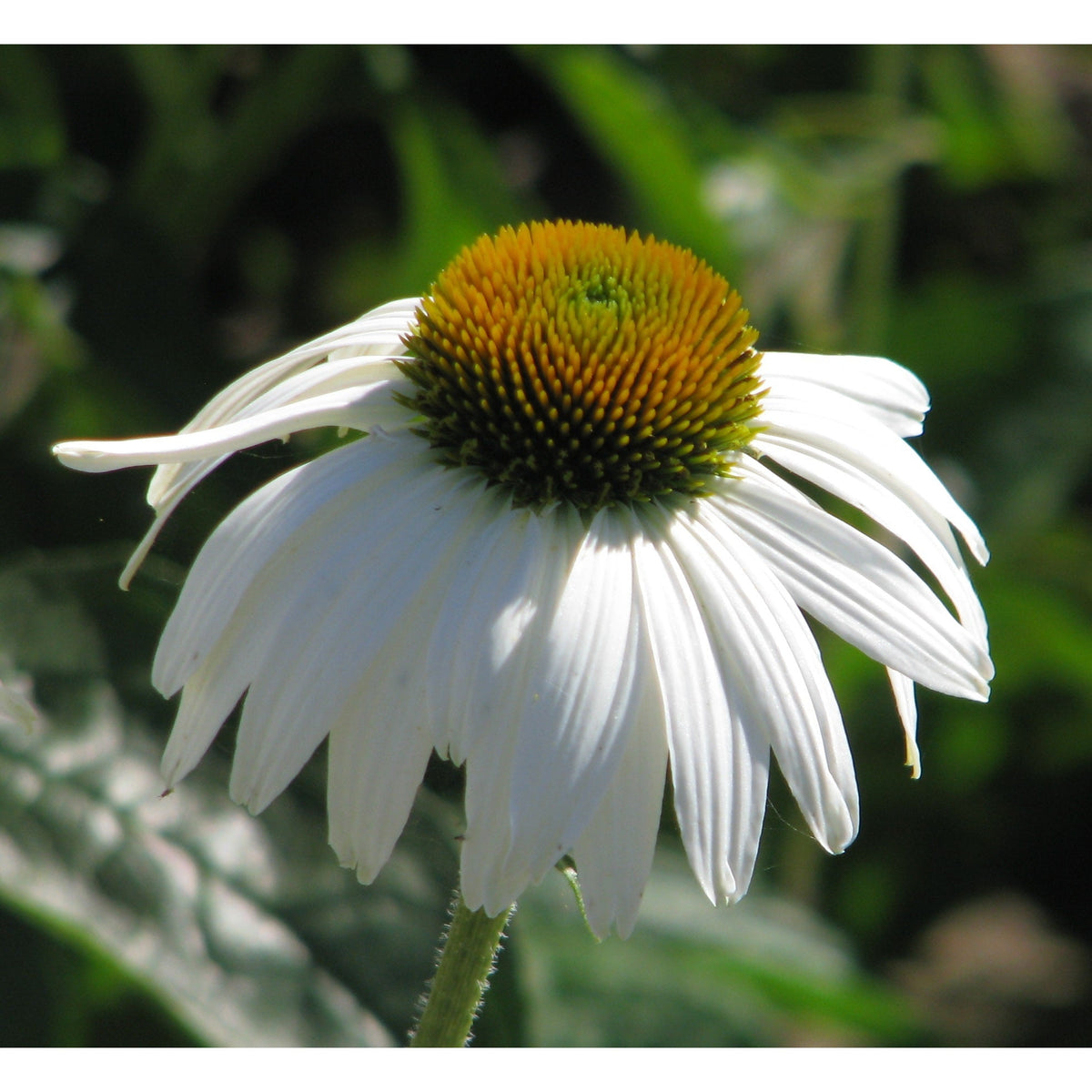 Solhatt ´White Swan´ - Köp frö till solhatt hos Soil & Seeds!