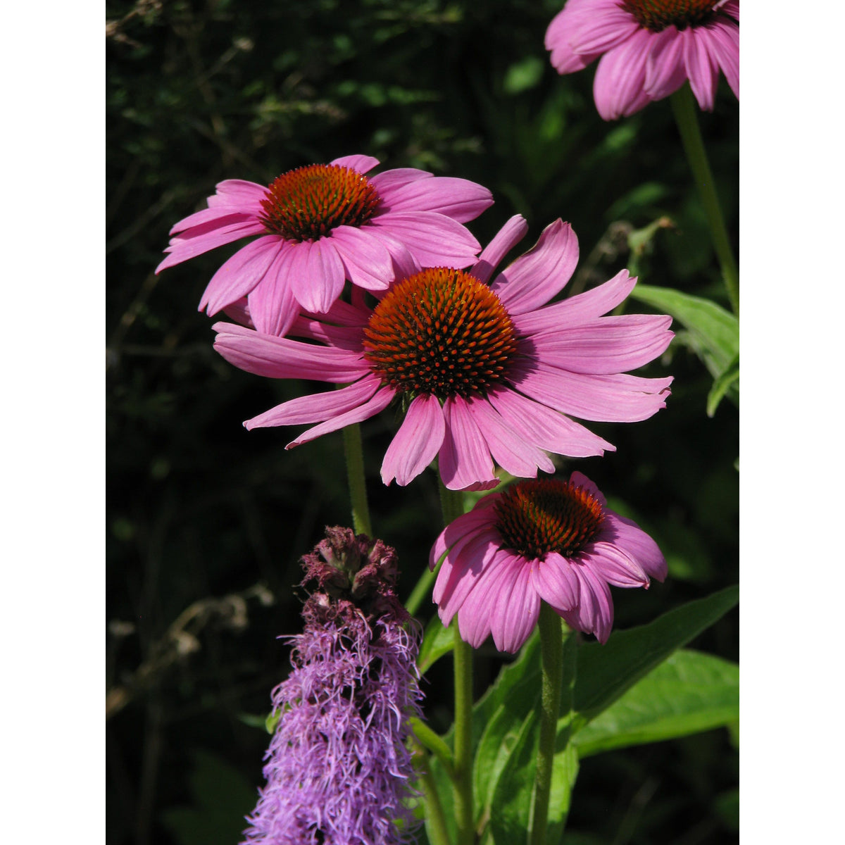 Röd solhatt ´Magnus´ - Köp frö till solhatt hos Soil & Seeds!