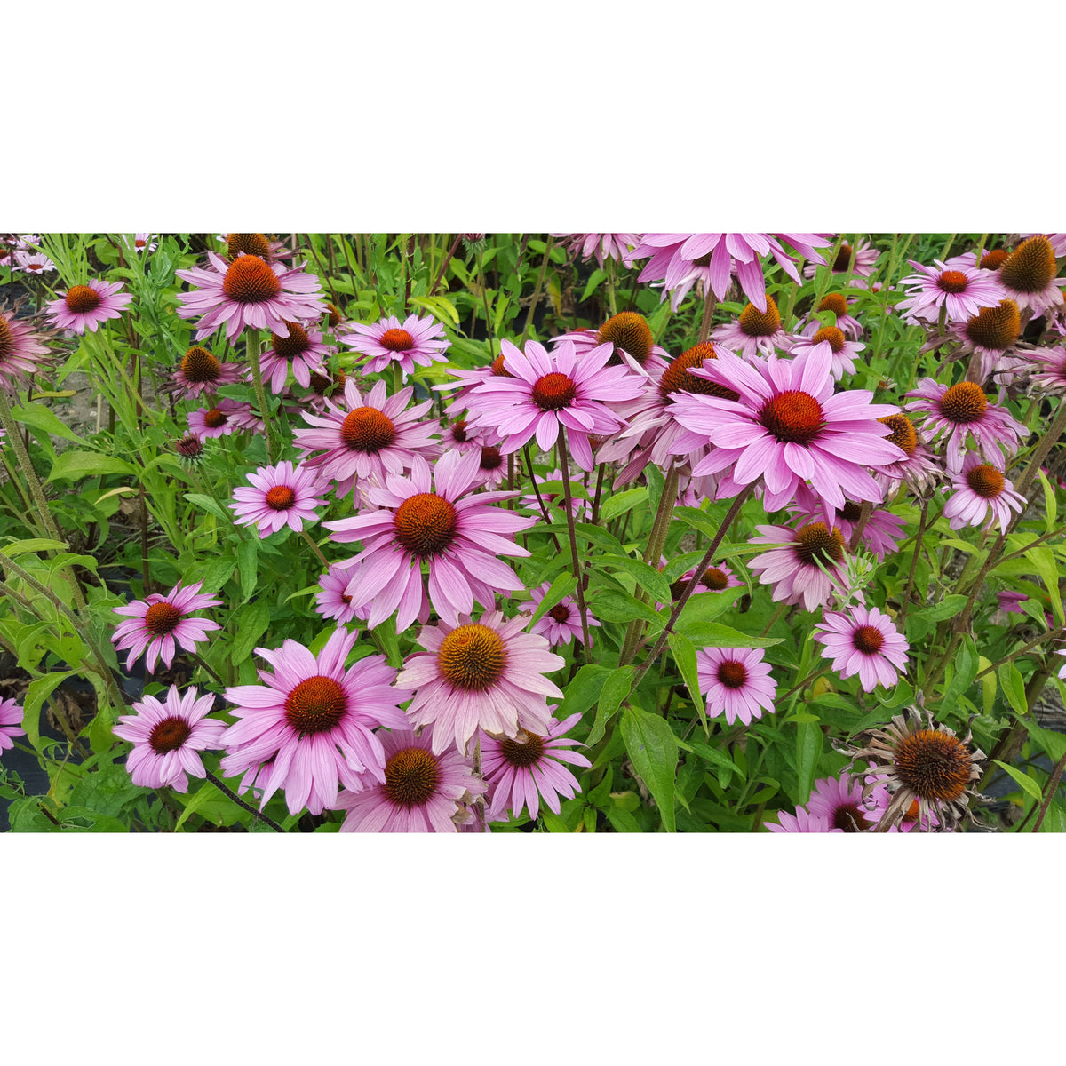 Röd solhatt ´Magnus´ - Köp frö till solhatt hos Soil & Seeds!