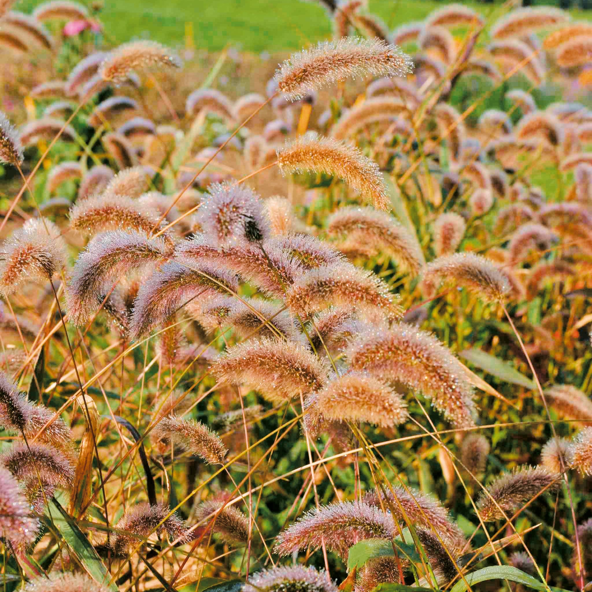 Kavelhirs ´Caramel´ - Köp frön till kavelhirs hos Soil & Seeds!