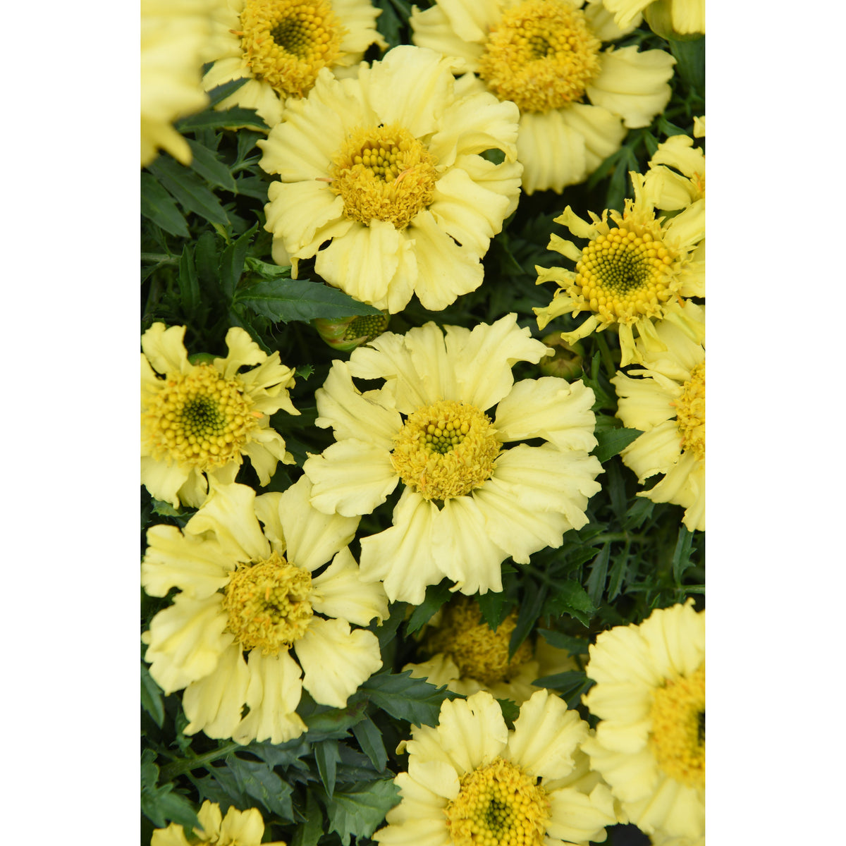 Sammetstagetes ´Daisy Wheel Lemon´ - Köp frö till tagetes hos Soil & Seeds