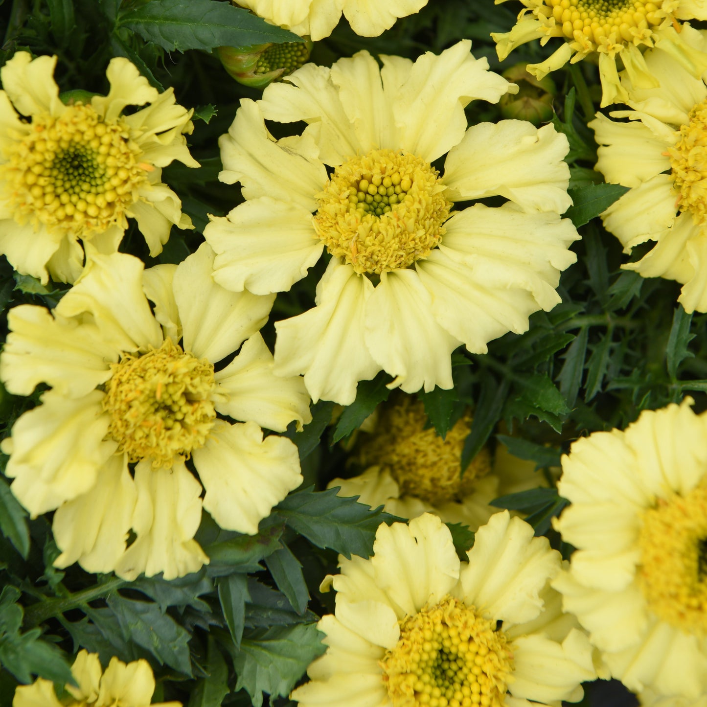 Sammetstagetes ´Daisy Wheel Lemon´ - Köp frö till tagetes hos Soil & Seeds