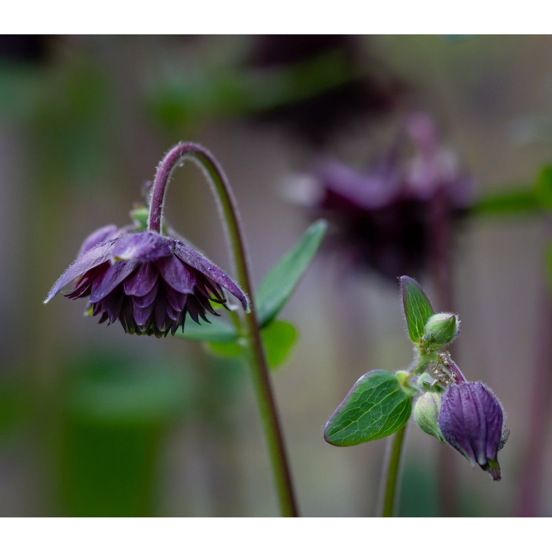 Akleja ´Black Barlow´ - Köp frön till akleja hos Soil & Seeds!