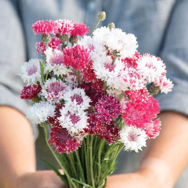 Blåklint ´Classic Romantic´ - Köp frön till blåklint hos Soil & Seeds!