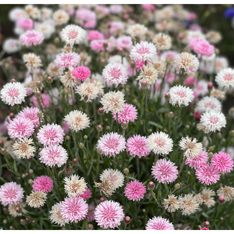 Blåklint ´Tom Pouce Pink´ - Köp frön till blåklint hos Soil & Seeds!