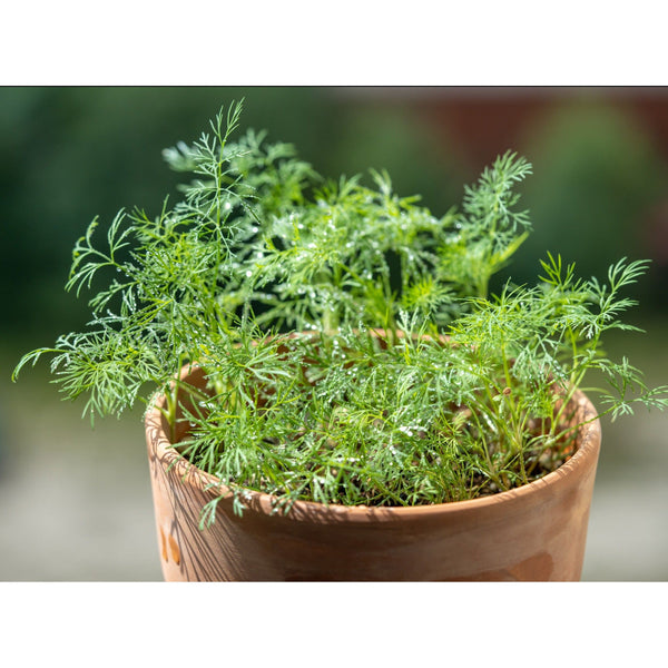 Dill - Köp frön till dill hos Soil & Seeds!