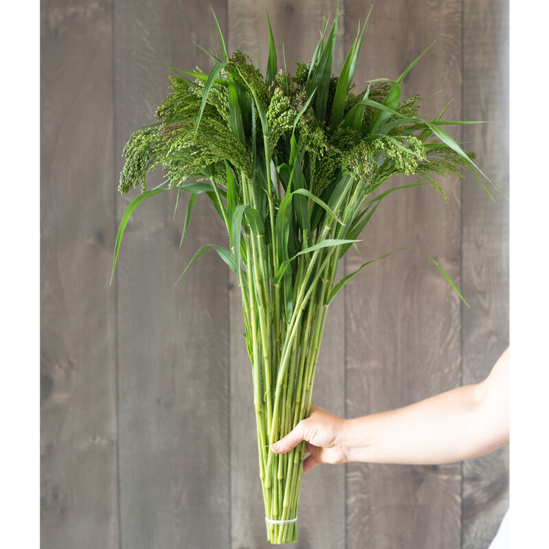 Hirs ´Green Drops´ - Köp frön till buketthirs hos Soil & Seeds!