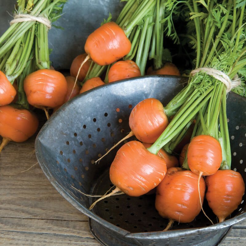 Morot ´Atlas´ - Köp frön till sommarmorot hos Soil & Seeds!