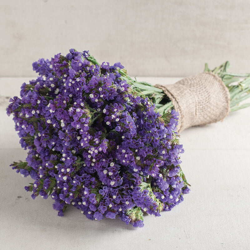 Risp ´Seekers Blue´ - Köp frö till risp hos Soil & Seeds!