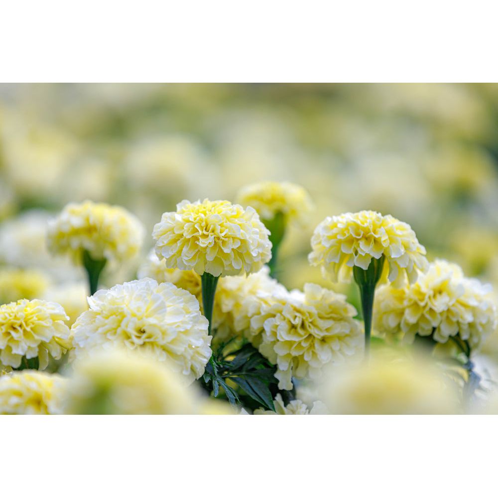 Stor tagetes ´Vanilla´ F1 - Köp frö till tagetes hos Soil & Seeds