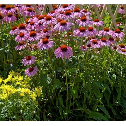 Röd solhatt ´Bravado´ - Köp frö till solhatt hos Soil & Seeds!