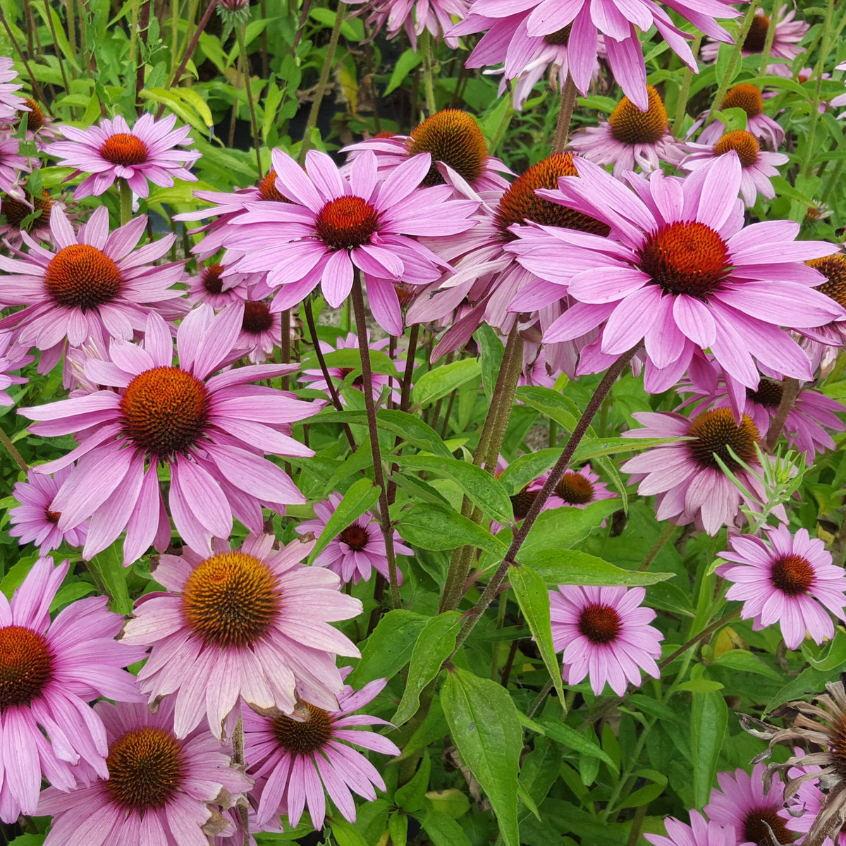 Röd solhatt ´Magnus´ - Köp frö till solhatt hos Soil & Seeds!