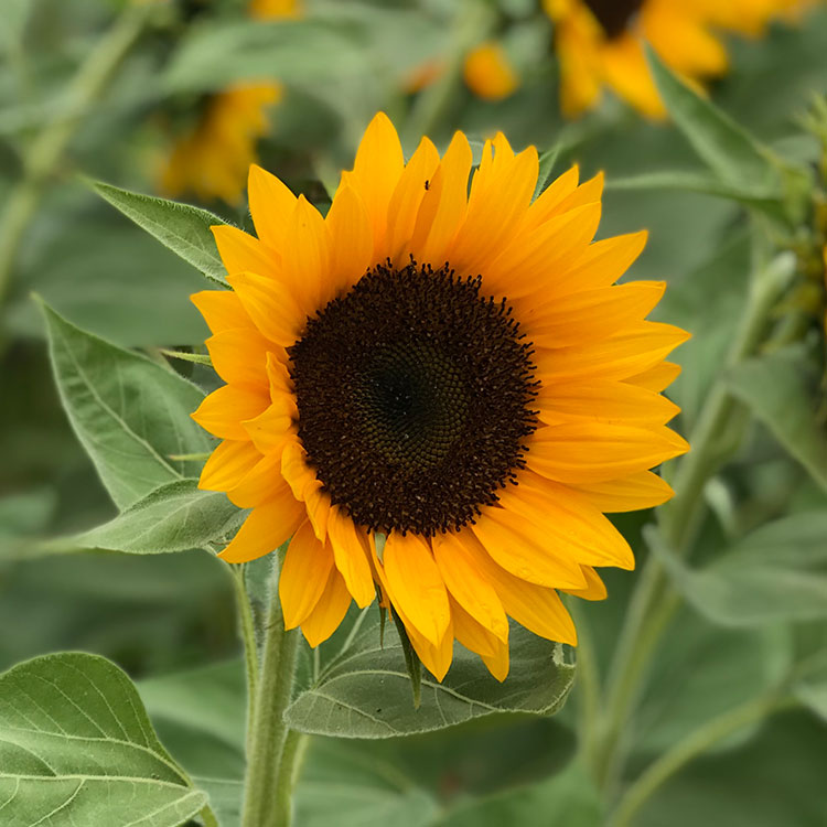 Solros ´Zohar´ F1 - Köp frön till solros hos Soil & Seeds!