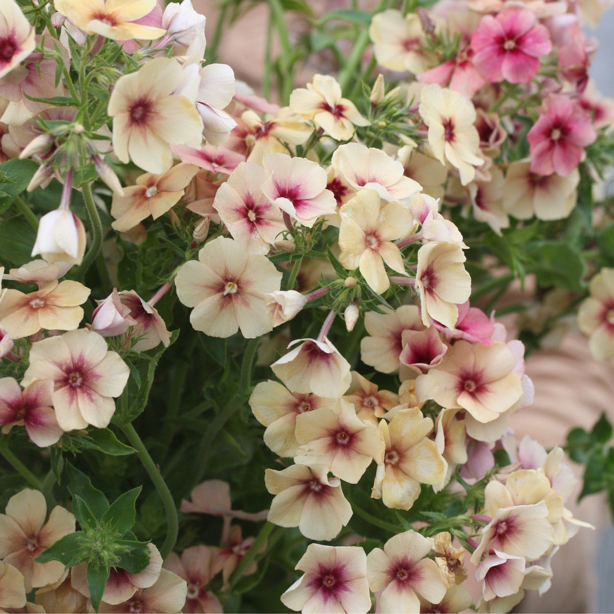 Sommarflox ´Cherry Caramel´ - Köp frö till sommarflox hos Soil & Seeds!