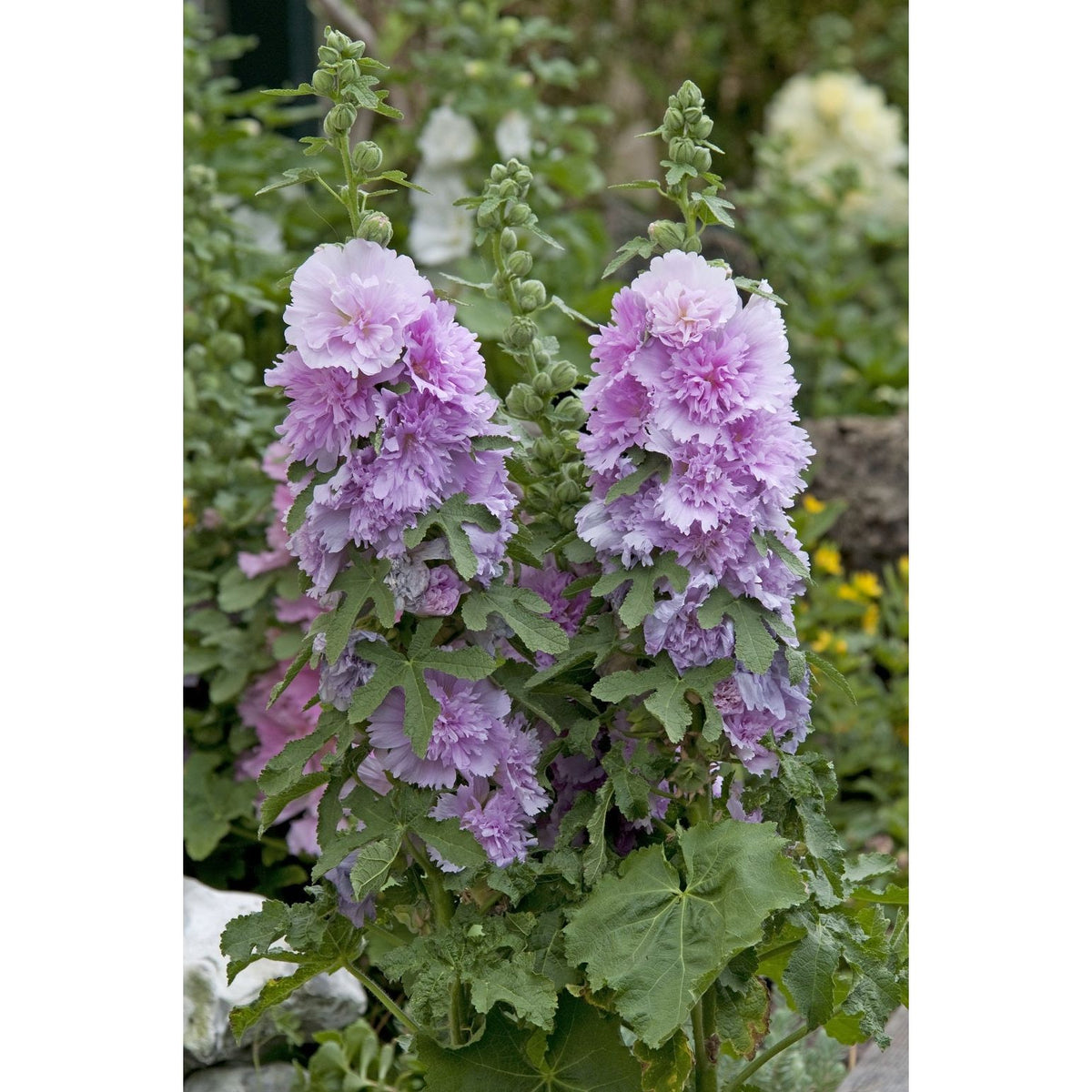 Stockros ´Spring Celebrity Apricot´ - Köp frön till stockros hos Soil ...