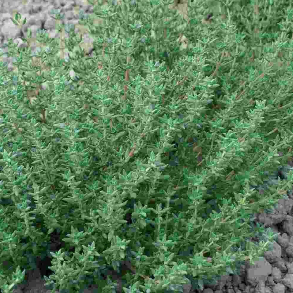 Kryddtimjan - Köp frö till kryddtimjan hos Soil & Seeds!