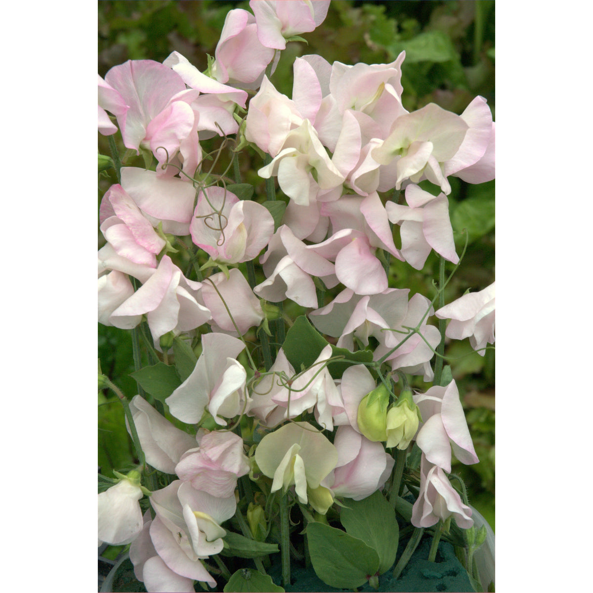 Luktärt ’White Flush Rose’ – Soil & Seeds