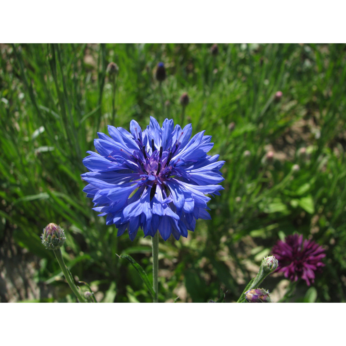 Blåklint ´Blue Boy´ - Köp frön till blåklint hos Soil & Seeds!