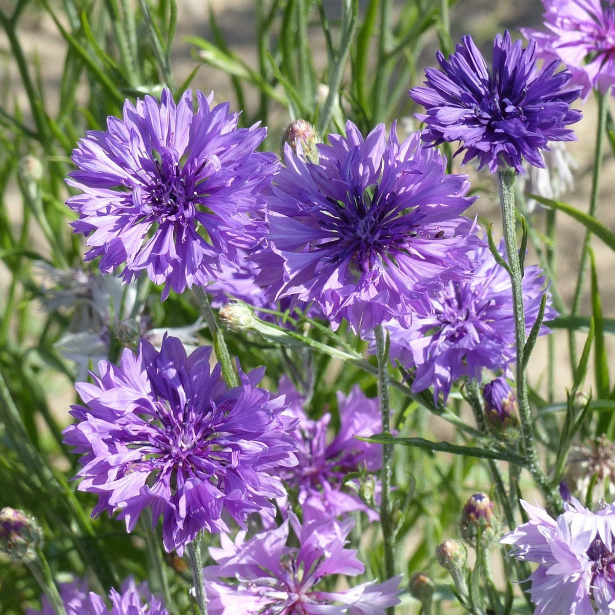 Blåklint ´Lady Mauve´ - Köp frön till blåklint hos Soil & Seeds!