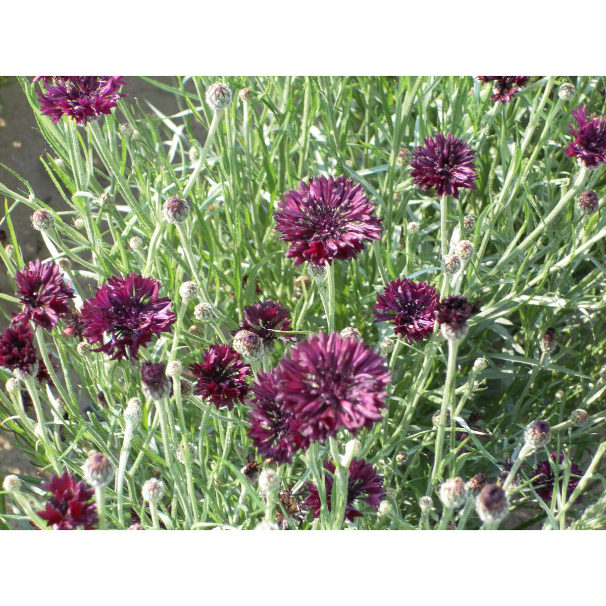 Blåklint ´Black Ball´ - Köp frön till blåklint hos Soil & Seeds!