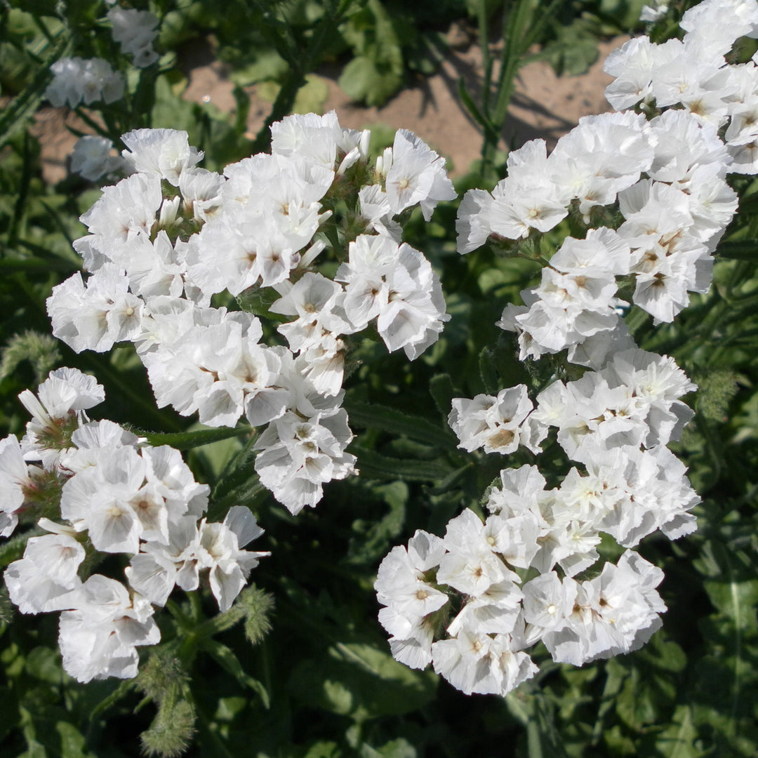 Risp ´Iceberg´ - Köp frö till risp hos Soil & Seeds!