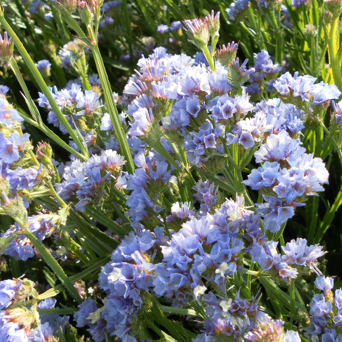 Risp ´Heavenly Blue´ - Köp frö till risp hos Soil & Seeds!