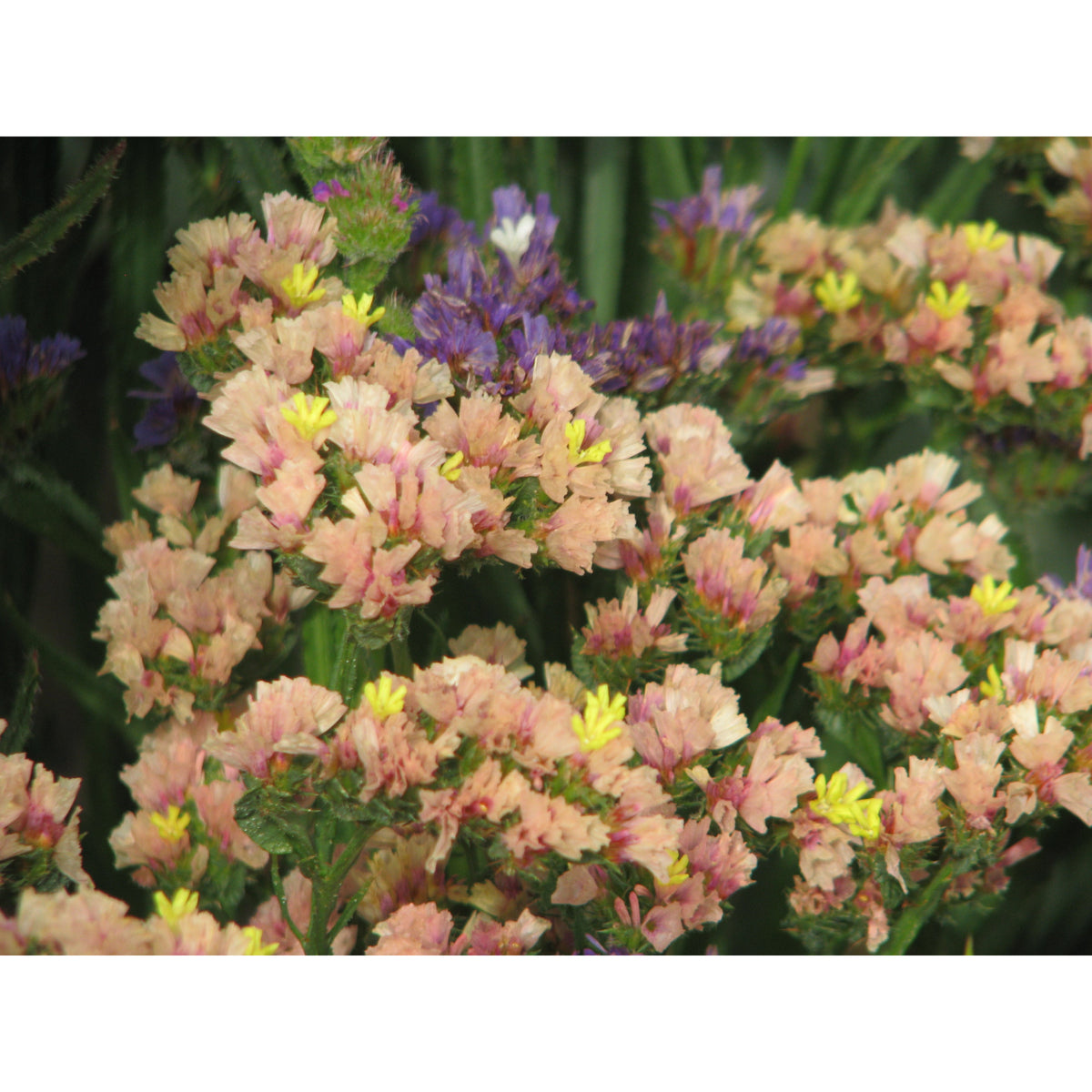 Risp ´Apricot Beauty´ - Köp frö till risp hos Soil & Seeds!