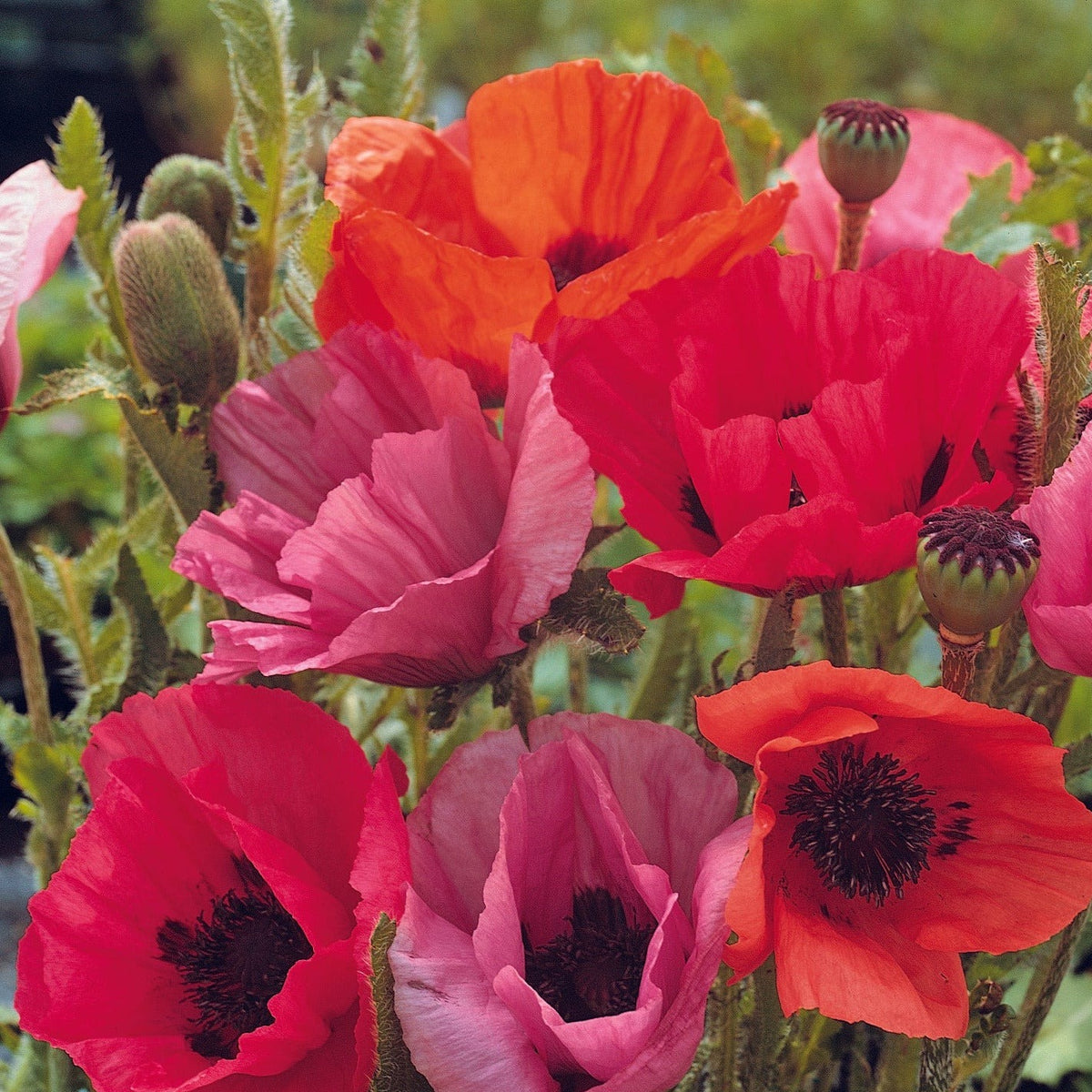 Orientvallmo ´Fruit Punch´ - Köp frön till vallmo hos Soil & Seeds!