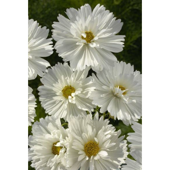 Rosenskära ´Fizzy White´ - Köp frön till rosenskära hos Soil & Seeds!