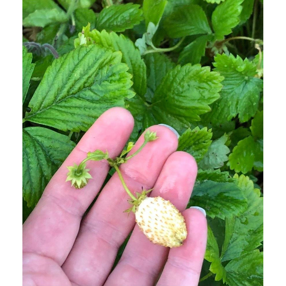 Gult smultron ´Yellow Wonder´ - Köp frön till smultron hos Soil & Seeds!