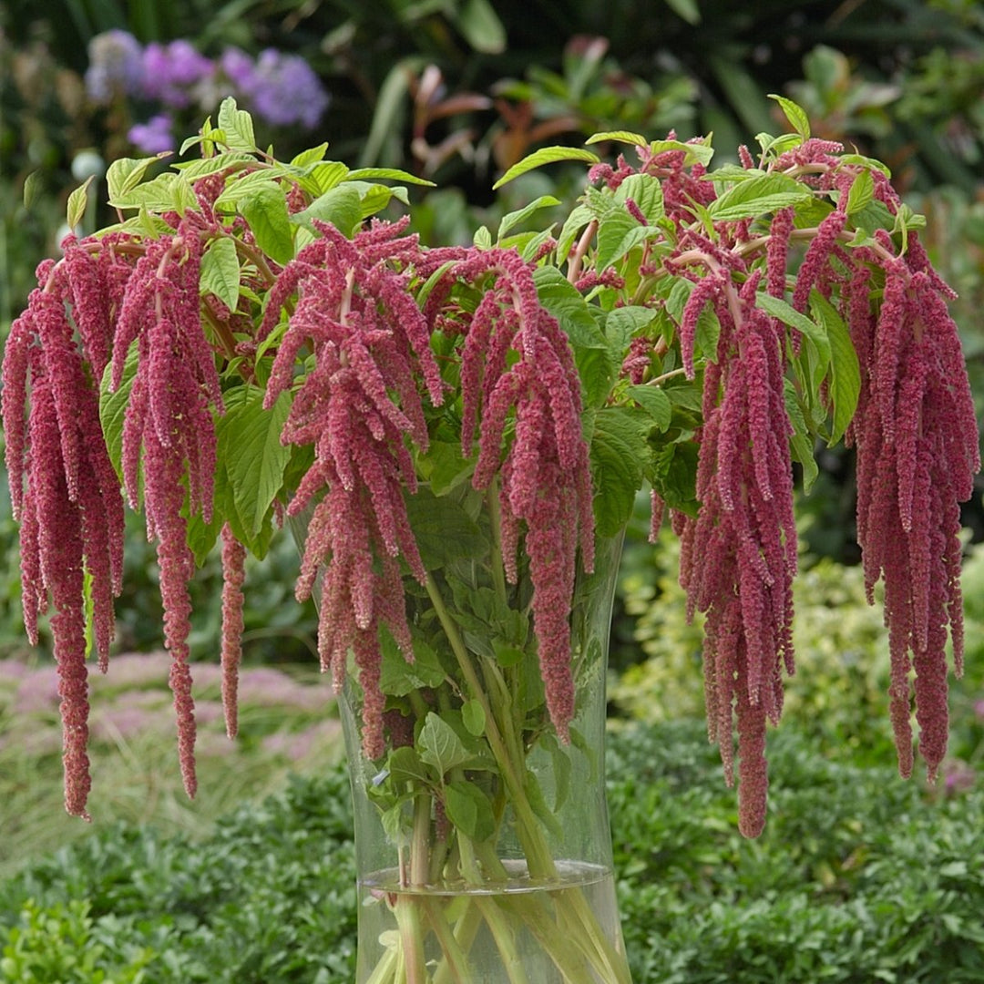 Amarant ´Coral Fountain´ - Köp frön till amarant hos Soil & Seeds!