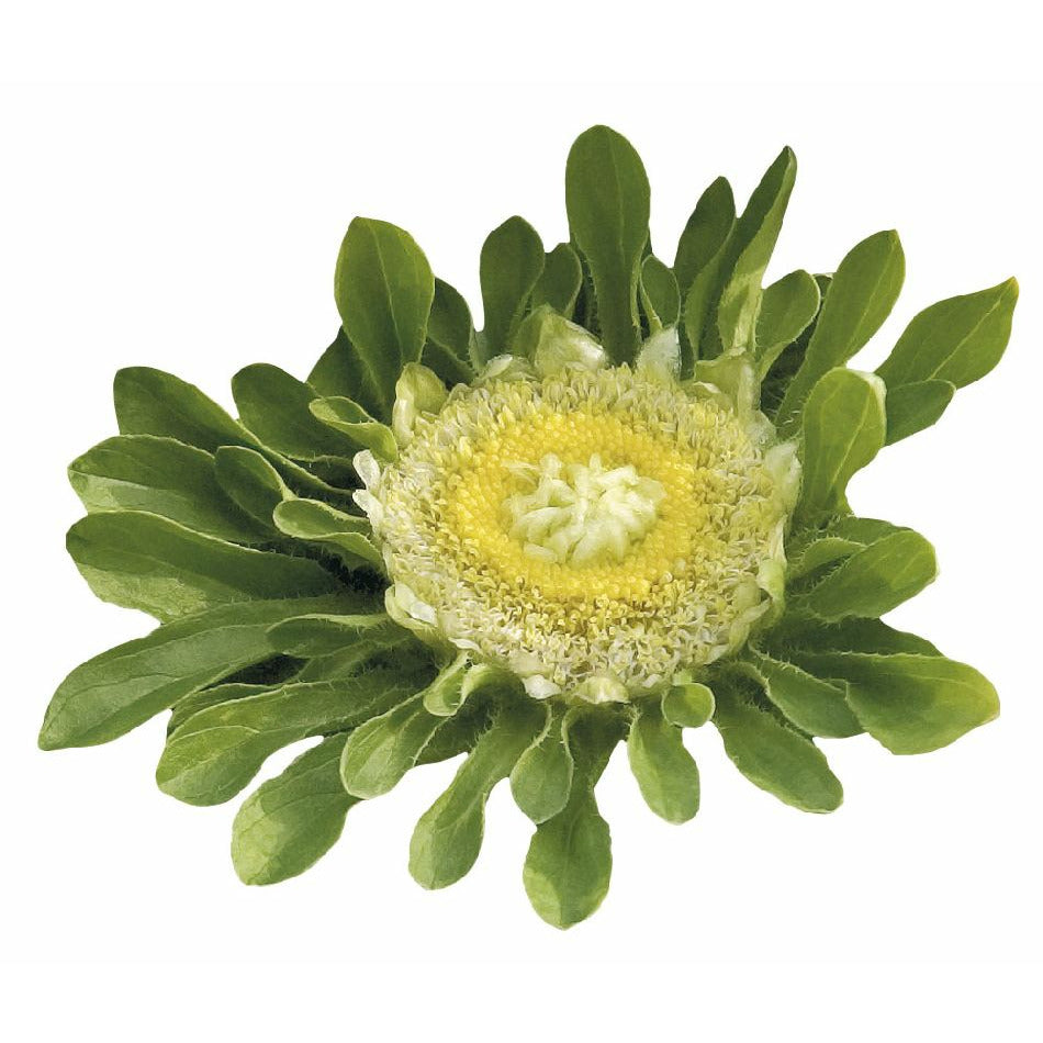 Sommaraster ´Hulk´ - Köp frön till sommaraster hos Soil & Seeds!