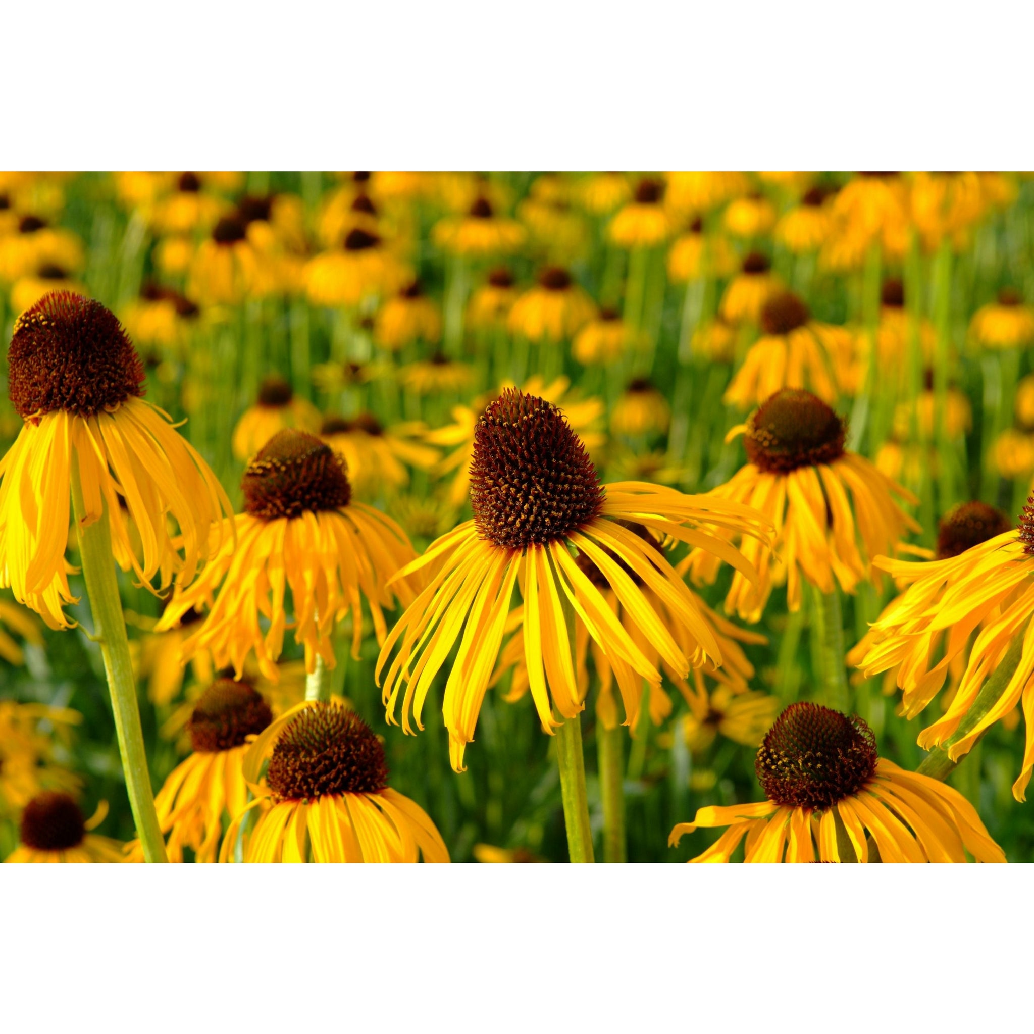 Gul solhatt - Köp frö till solhatt hos Soil & Seeds!