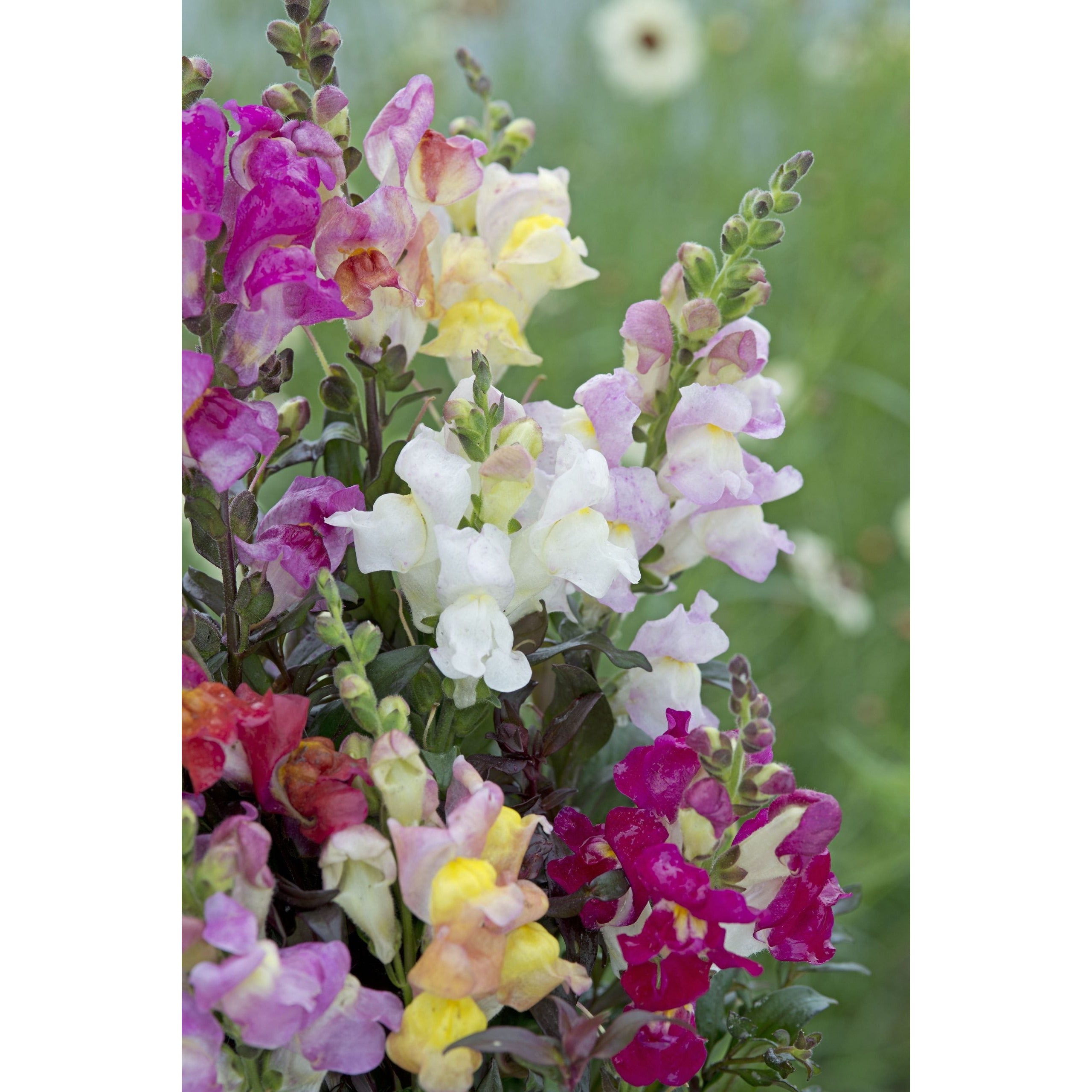 Lejongap ´Twilight Mix´ - Köp frön till lejongap hos Soil & Seeds!