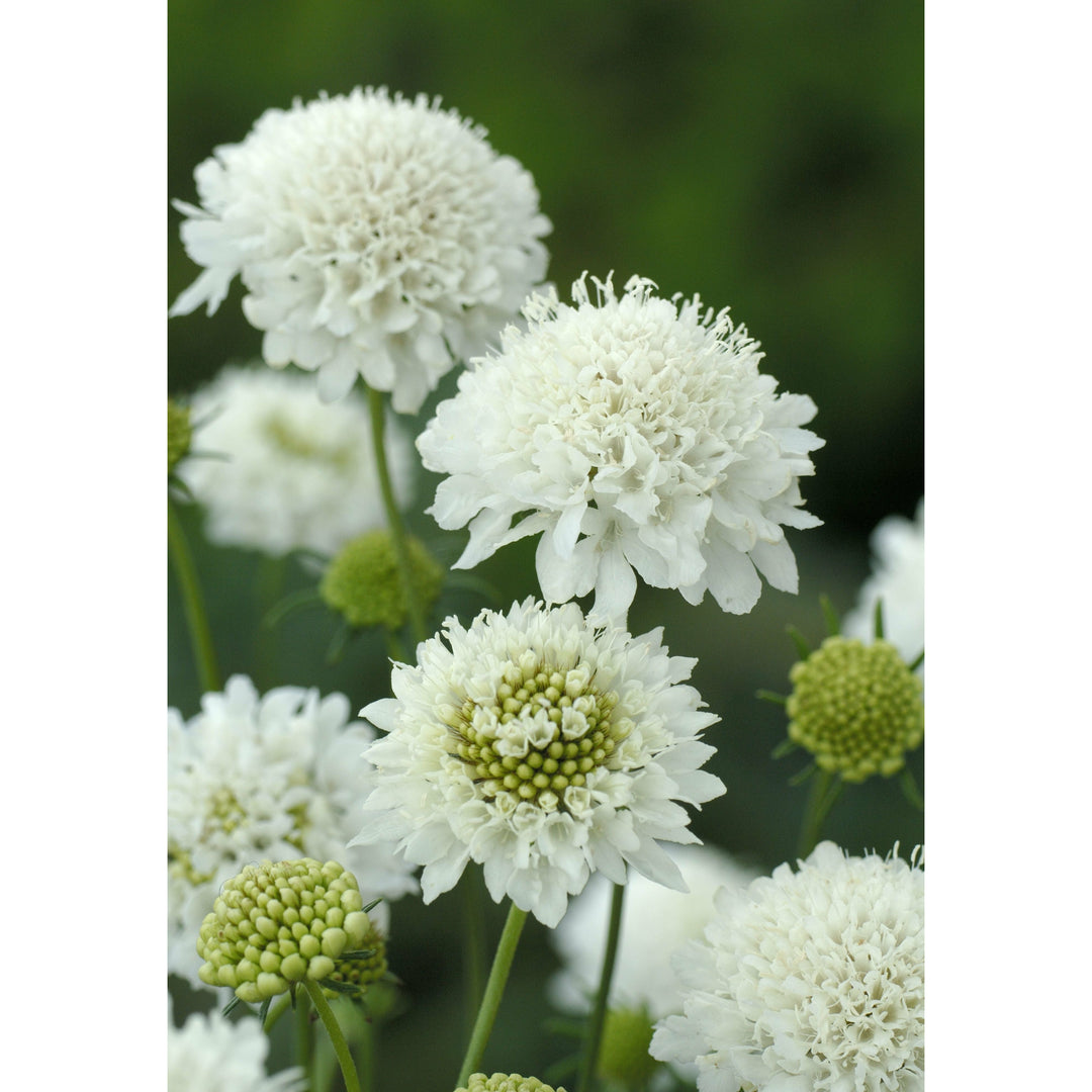 Praktvädd ´Snowmaiden´ - Köp frö till praktvädd hos Soil & Seeds
