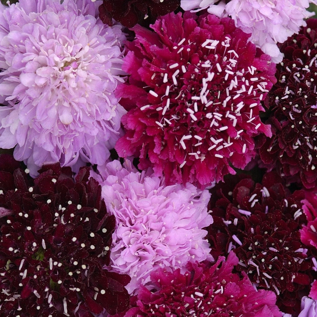 Praktvädd ´Summer Mix´ - Köp frö till praktvädd hos Soil & Seeds