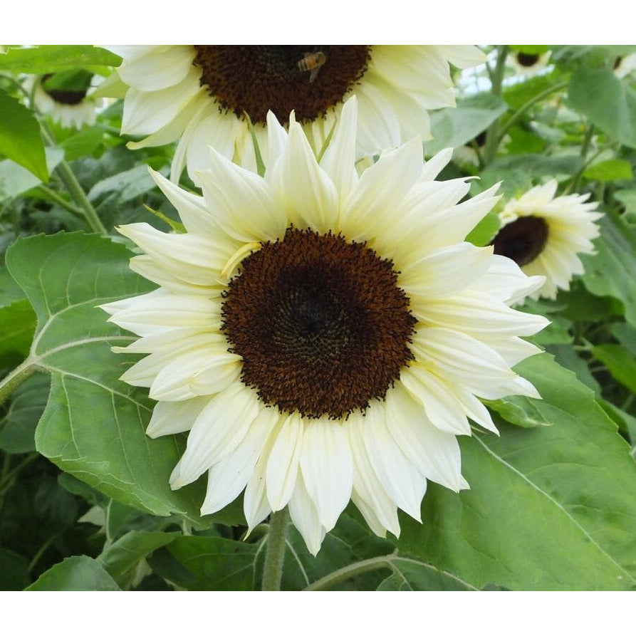 Vit solros ´Pro Cut White Nite´ - Köp frön till vit solros hos Soil ...